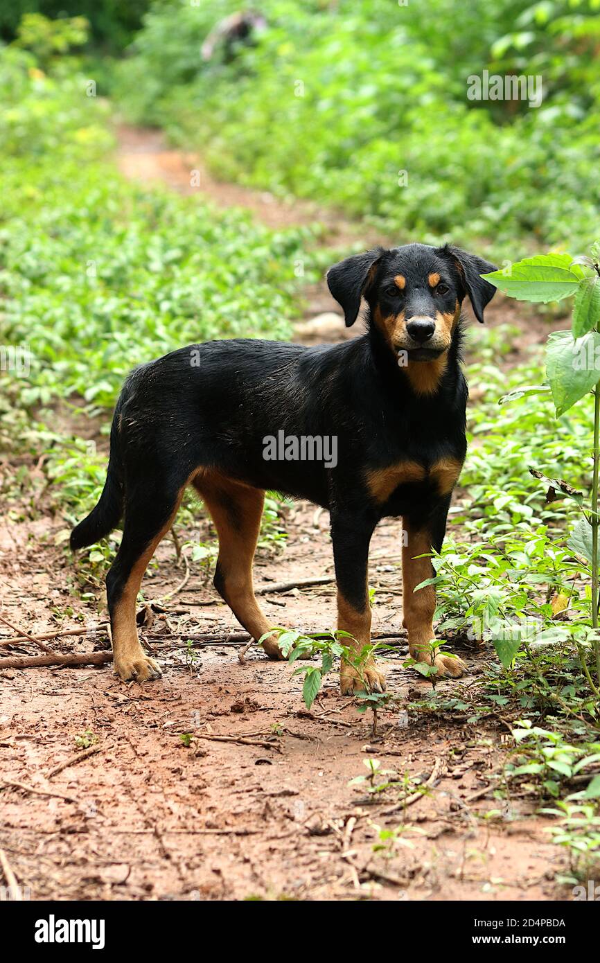 Dog Breeds With Brown Eyebrows Official Supplier | www.pinnaxis.com Dog Breeds With Brown Eyebrows Official Supplier | www.pinnaxis.com