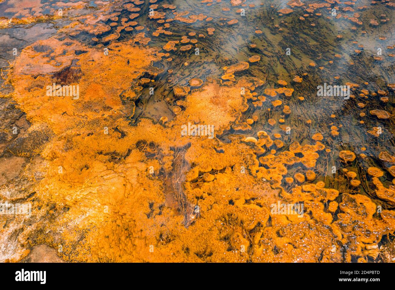 hydrothermal areas of biscuit basin in yellowstone national park in ...