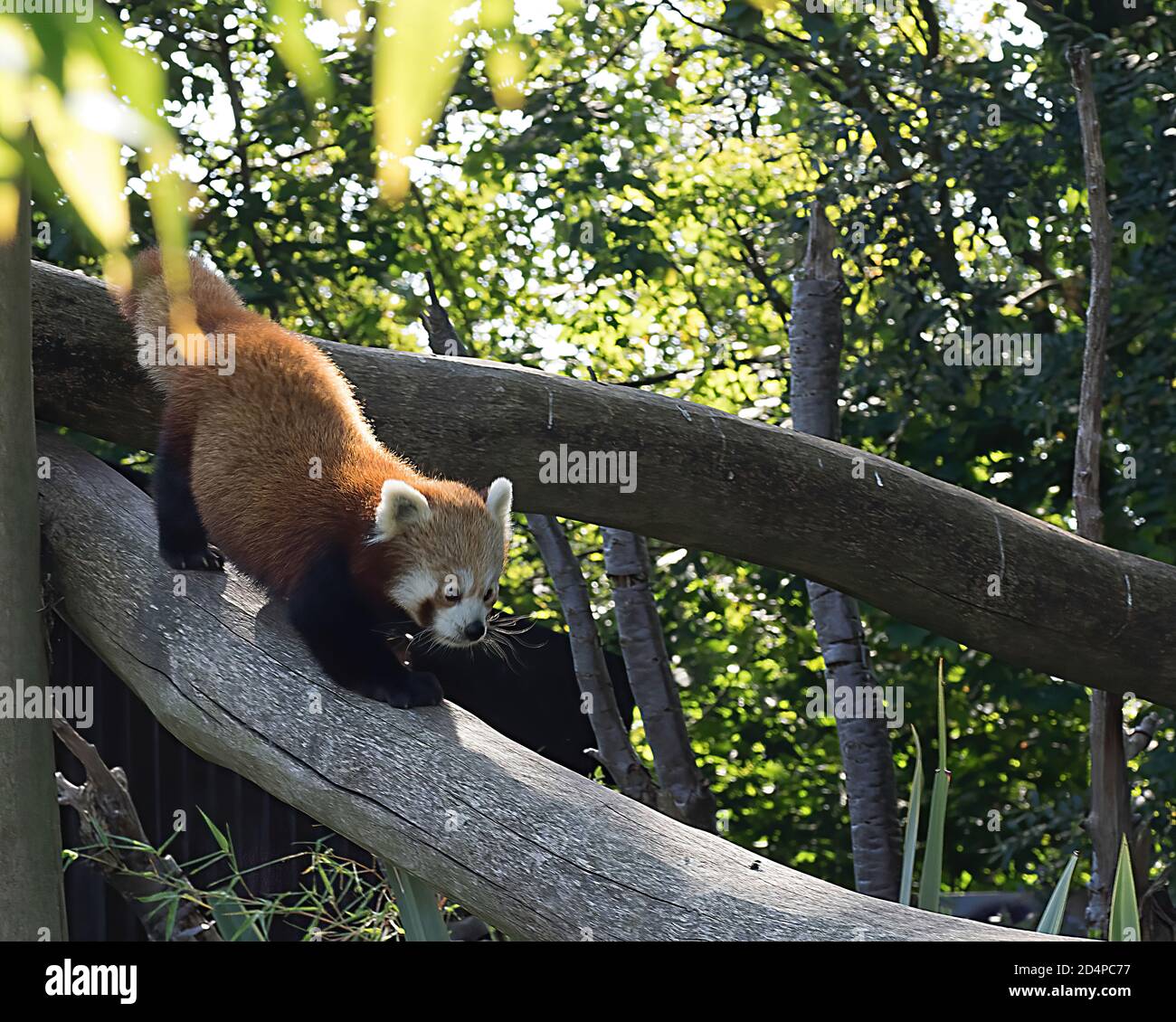 Panda climbing hi-res stock photography and images - Alamy