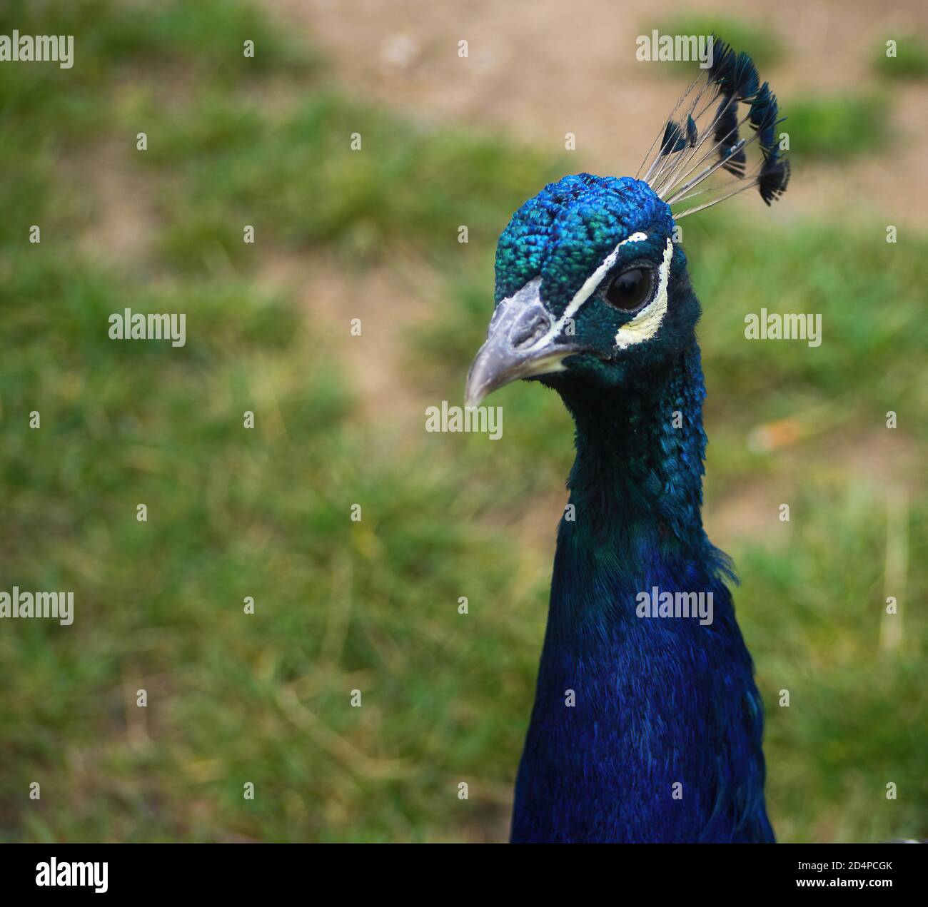 Peacock closeup of the head and neck Stock Photo - Alamy
