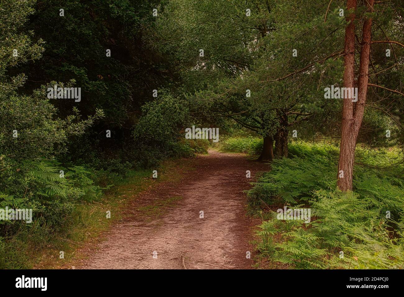 Woodland walk through Sutton Park Stock Photo - Alamy
