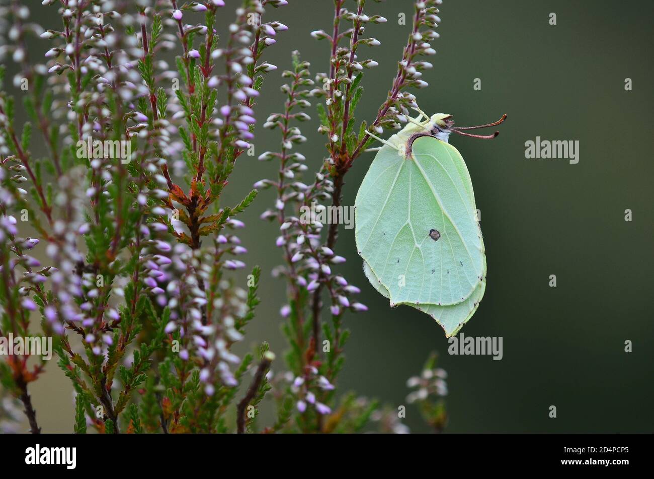 Yellow butterfly brimstone sulphur hi-res stock photography and images ...