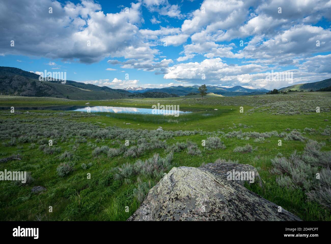 lamar-valley-in-yellowstone-national-park-in-wyoming-in-the-usa-stock