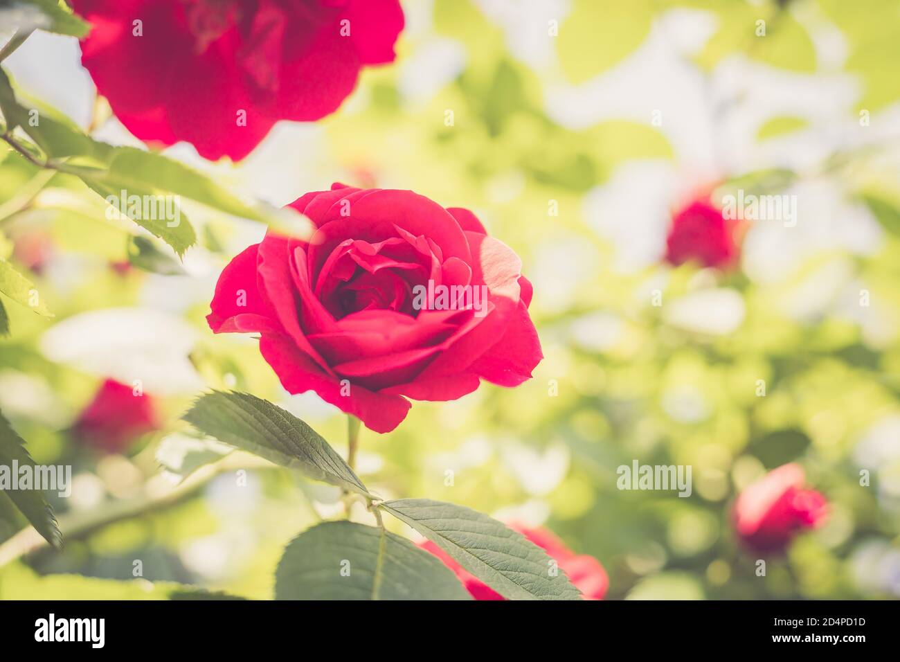 Close up picture of red roses in the own garden, spring time Stock ...