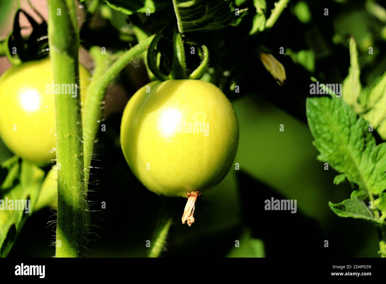 Green unripe tomatoes close hi-res stock photography and images - Alamy
