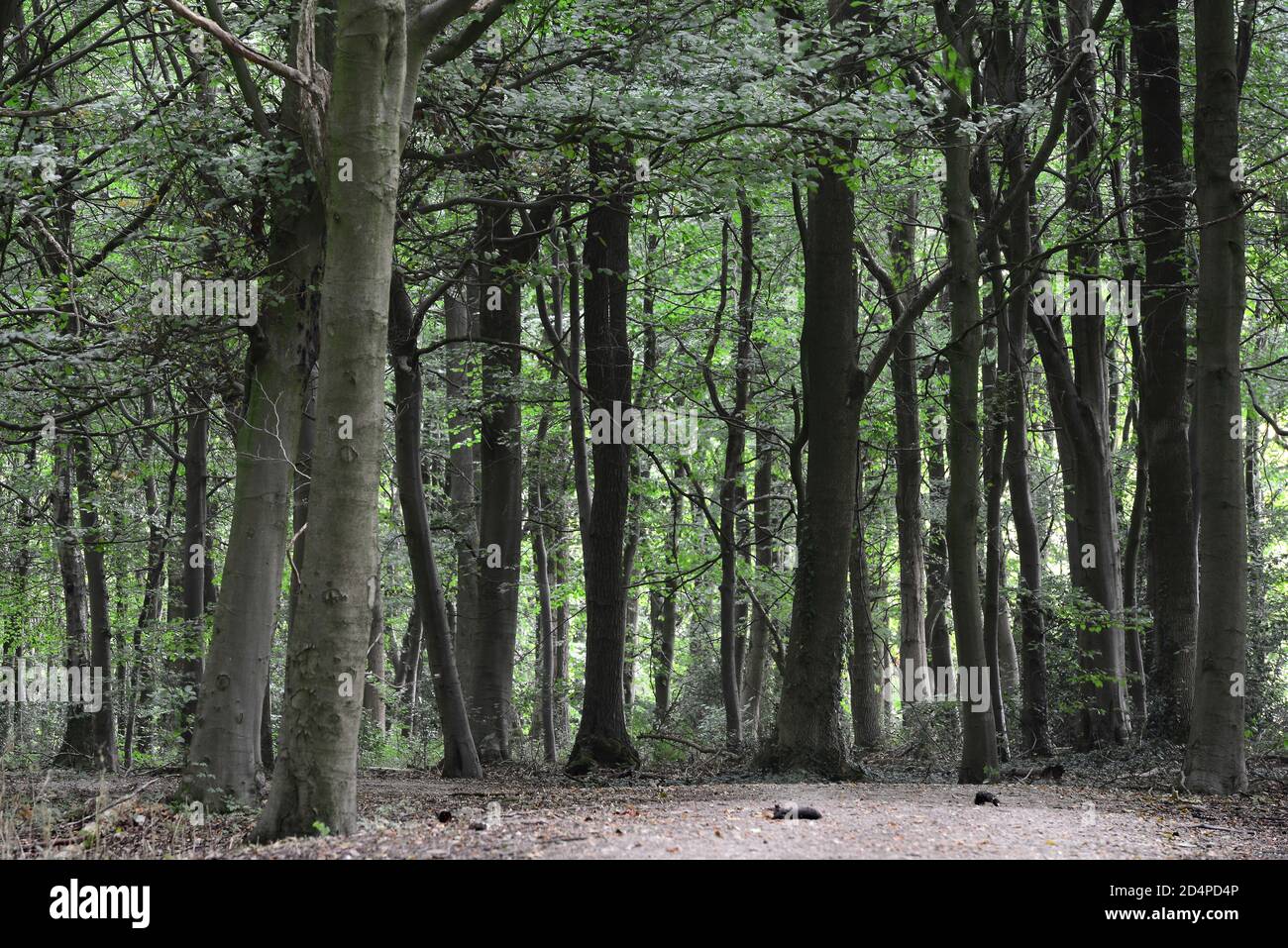 Bishop's Wood, Tring Park, Hertfordshire, UK Stock Photo - Alamy