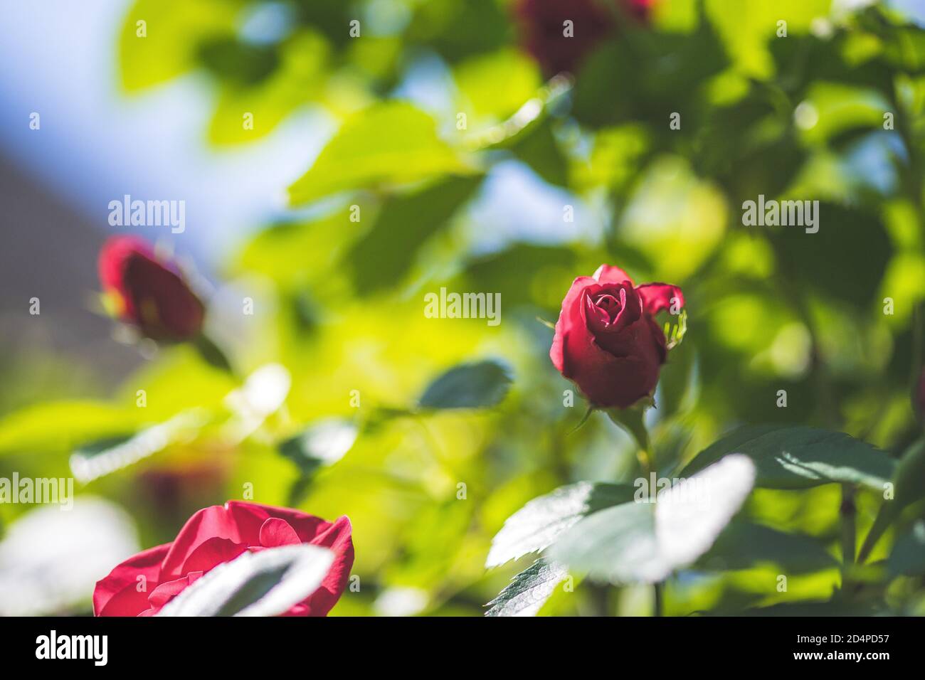 Close up picture of red roses in the own garden, spring time Stock ...