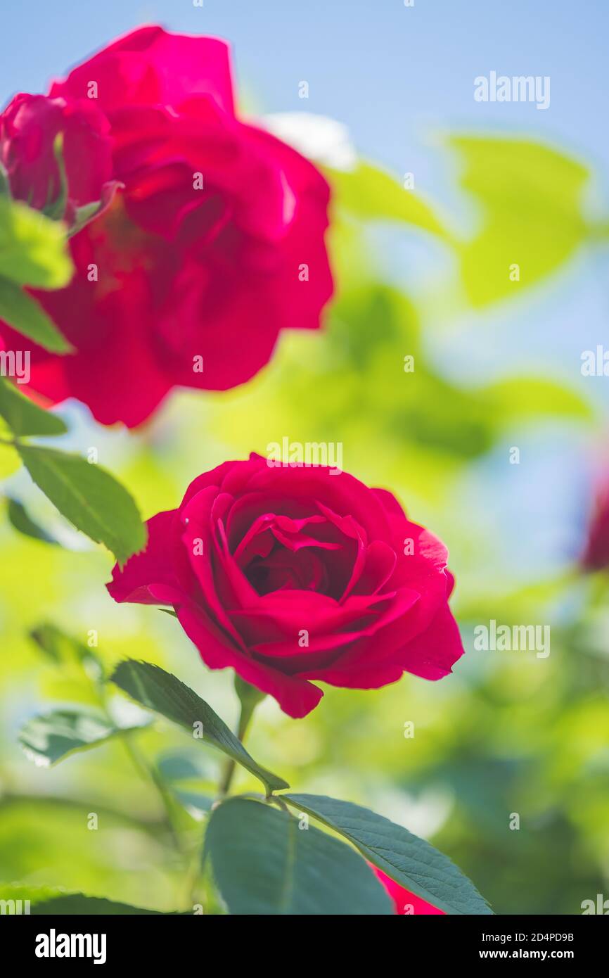Close up picture of red roses in the own garden, spring time Stock ...