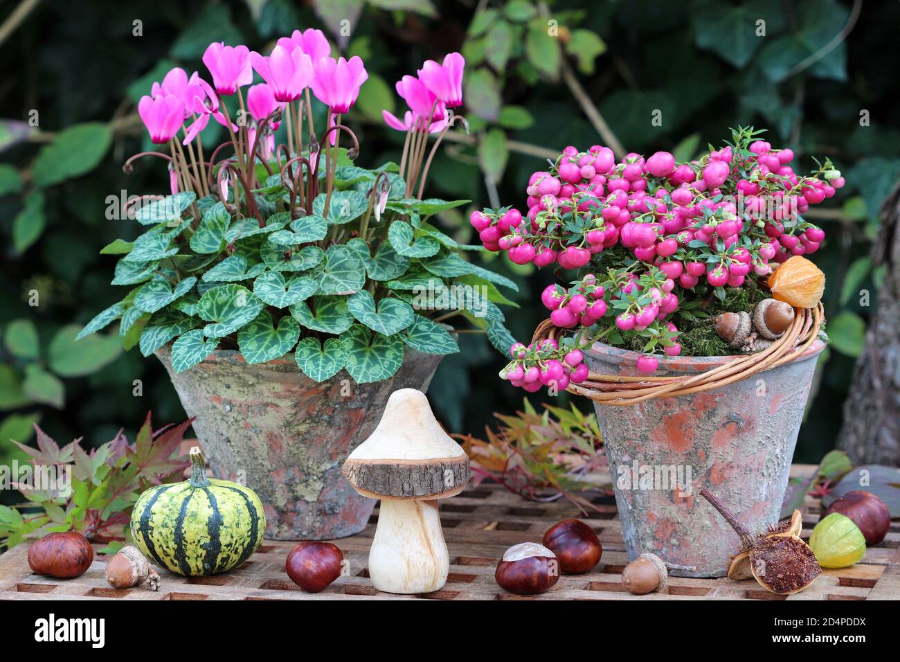 autumn garden decoration with prickly heath and cyclamen in terracotta ...