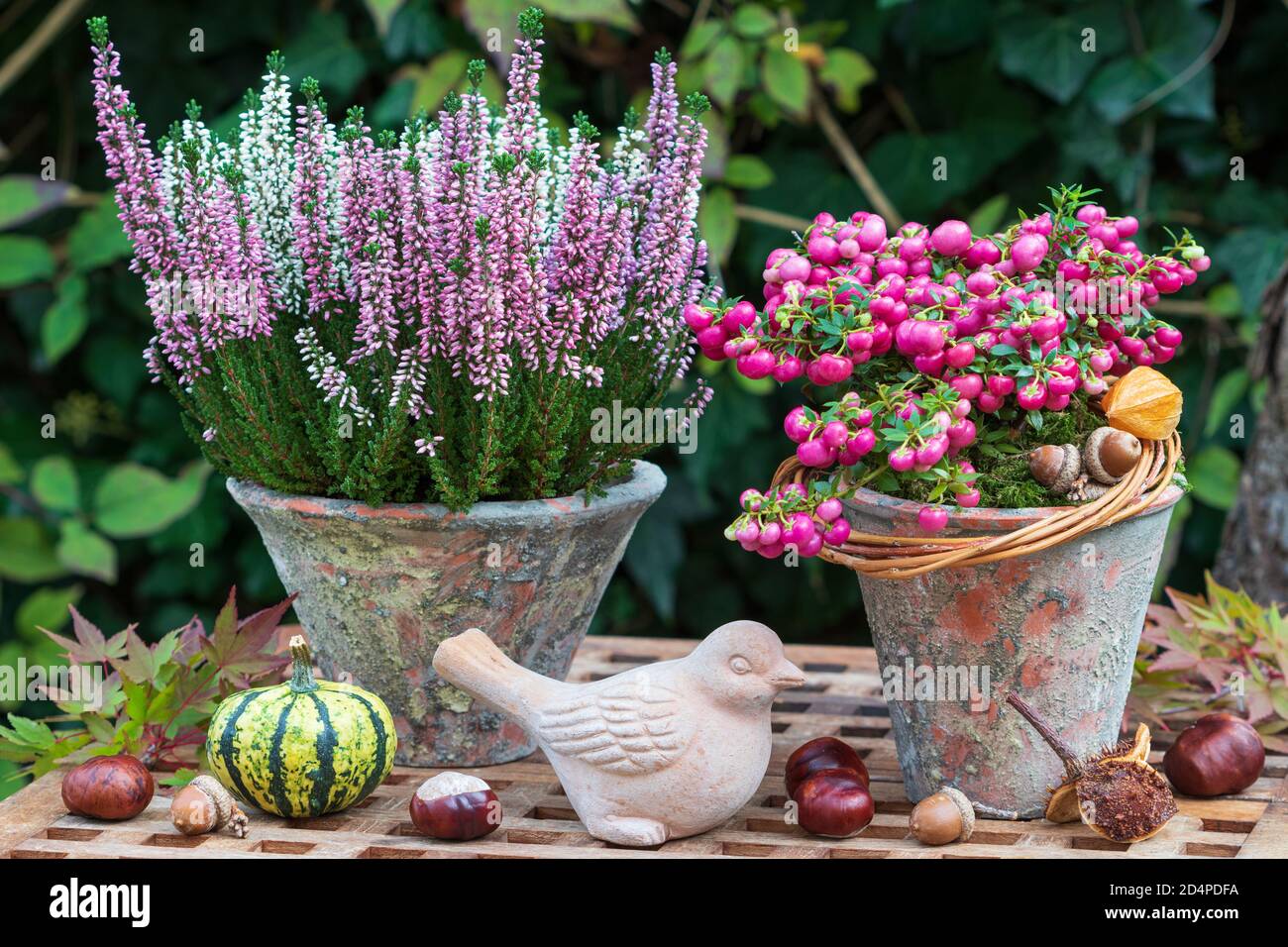 autumn garden decoration with prickly heath and heather flower in ...