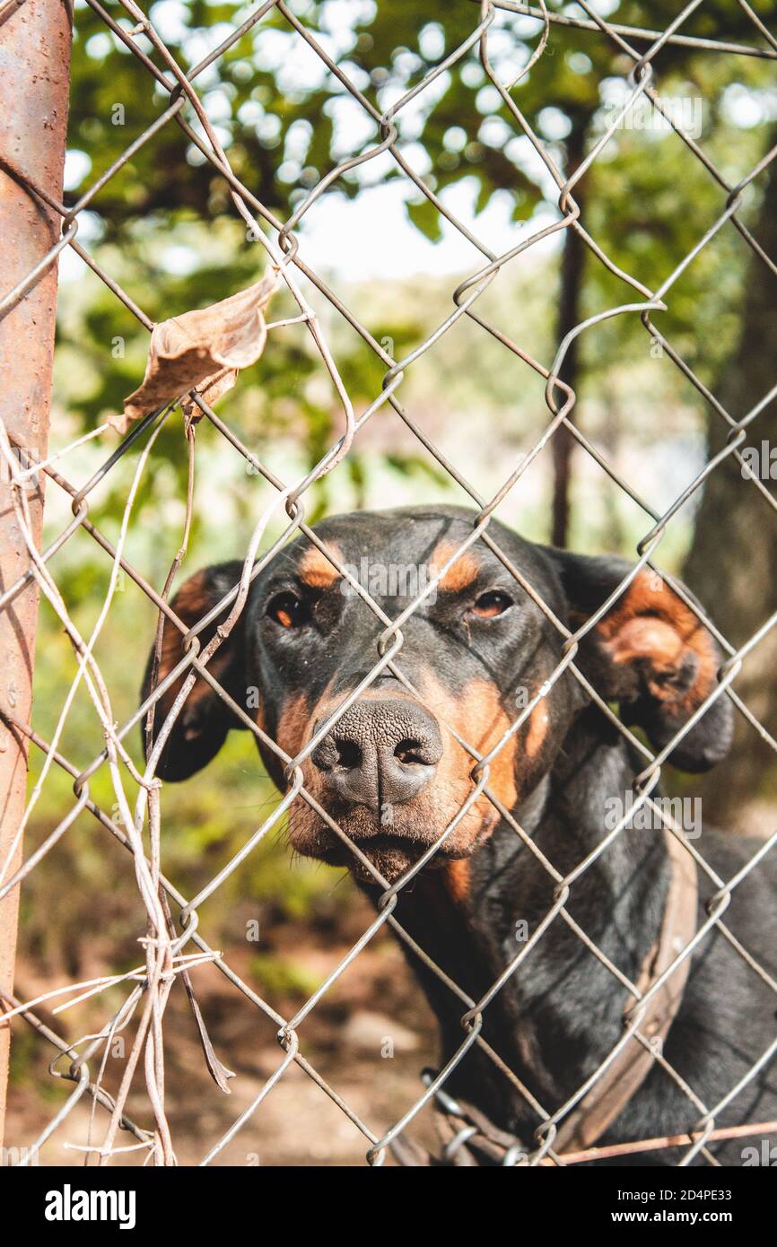 Sad dog looking outside of the fence Stock Photo - Alamy