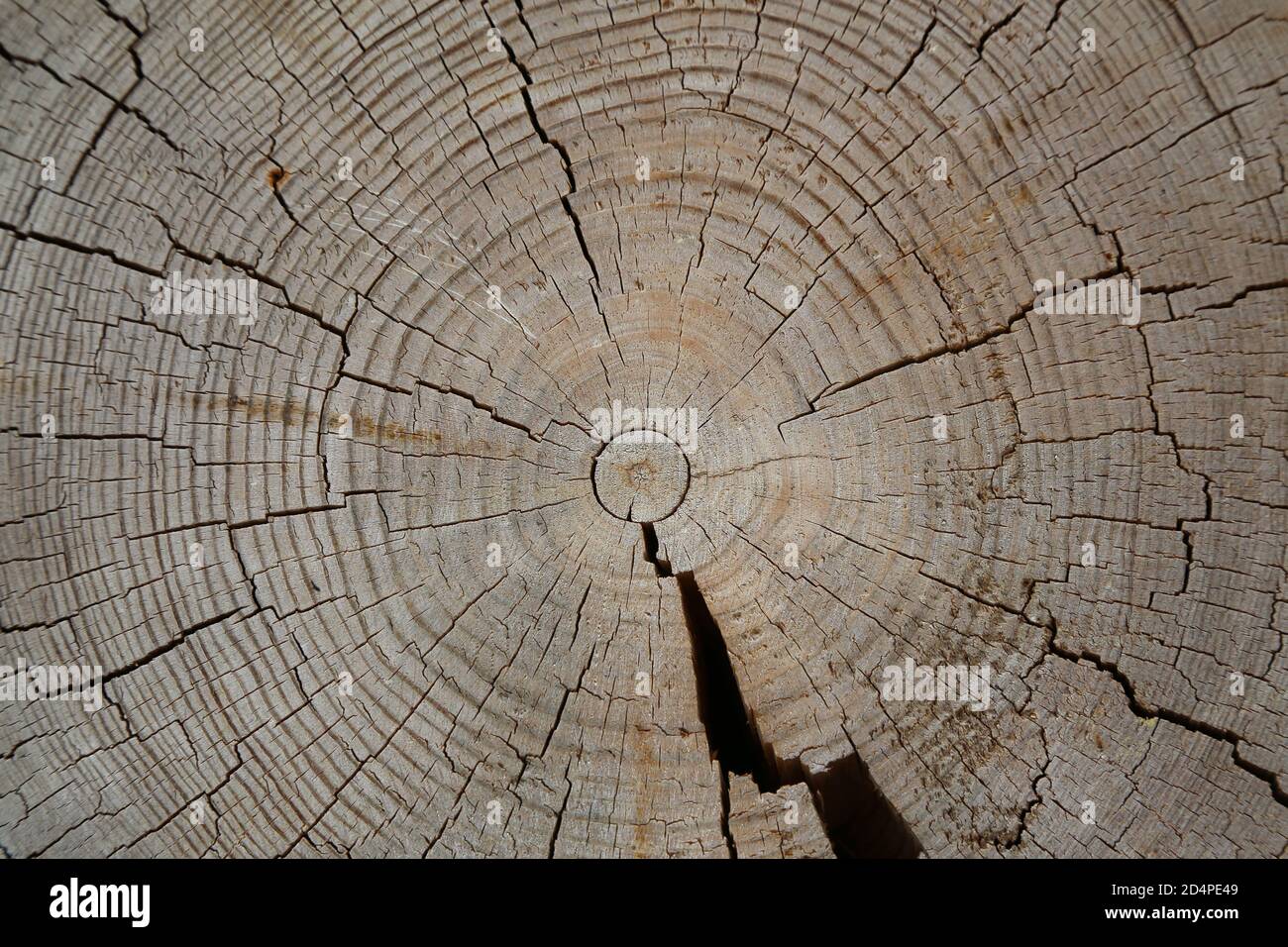Cuts a log hi-res stock photography and images - Alamy
