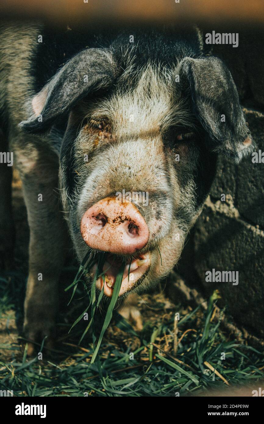 Pig eating grass hi-res stock photography and images - Alamy