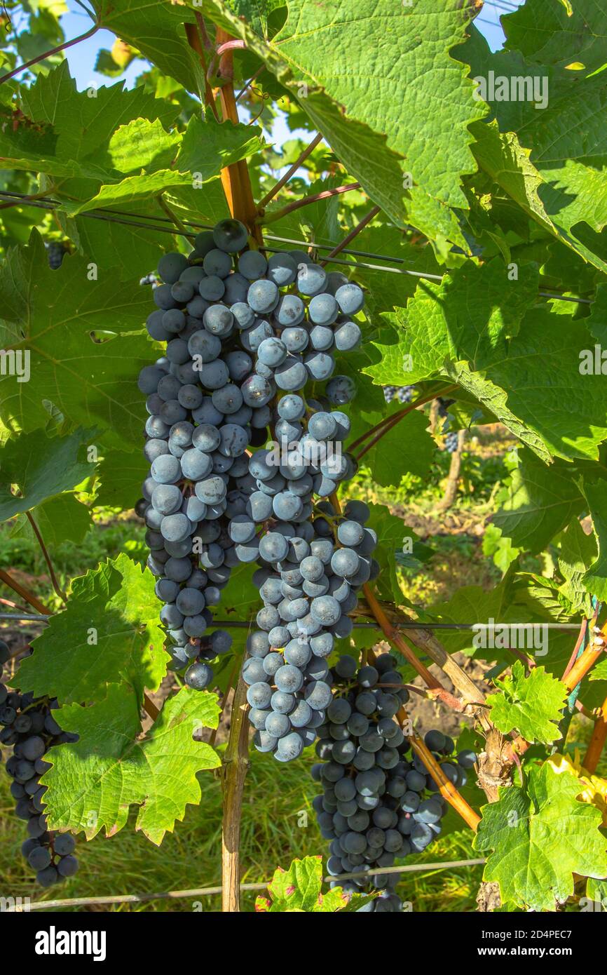 Detail of sweet organic juicy grapevine in autumn. Close up of red ...
