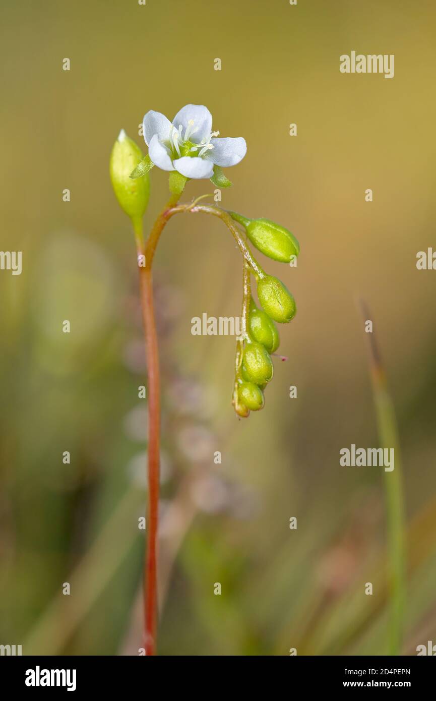 Flower Stalk Of A Round Leaved Sundew Plant, Drosera Rotundifolia ...
