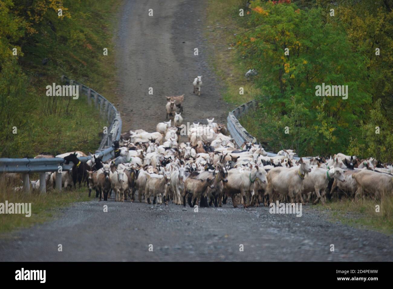 Goats crossing a bridge in Signaldalen, Storfjord kommune, Troms county ...