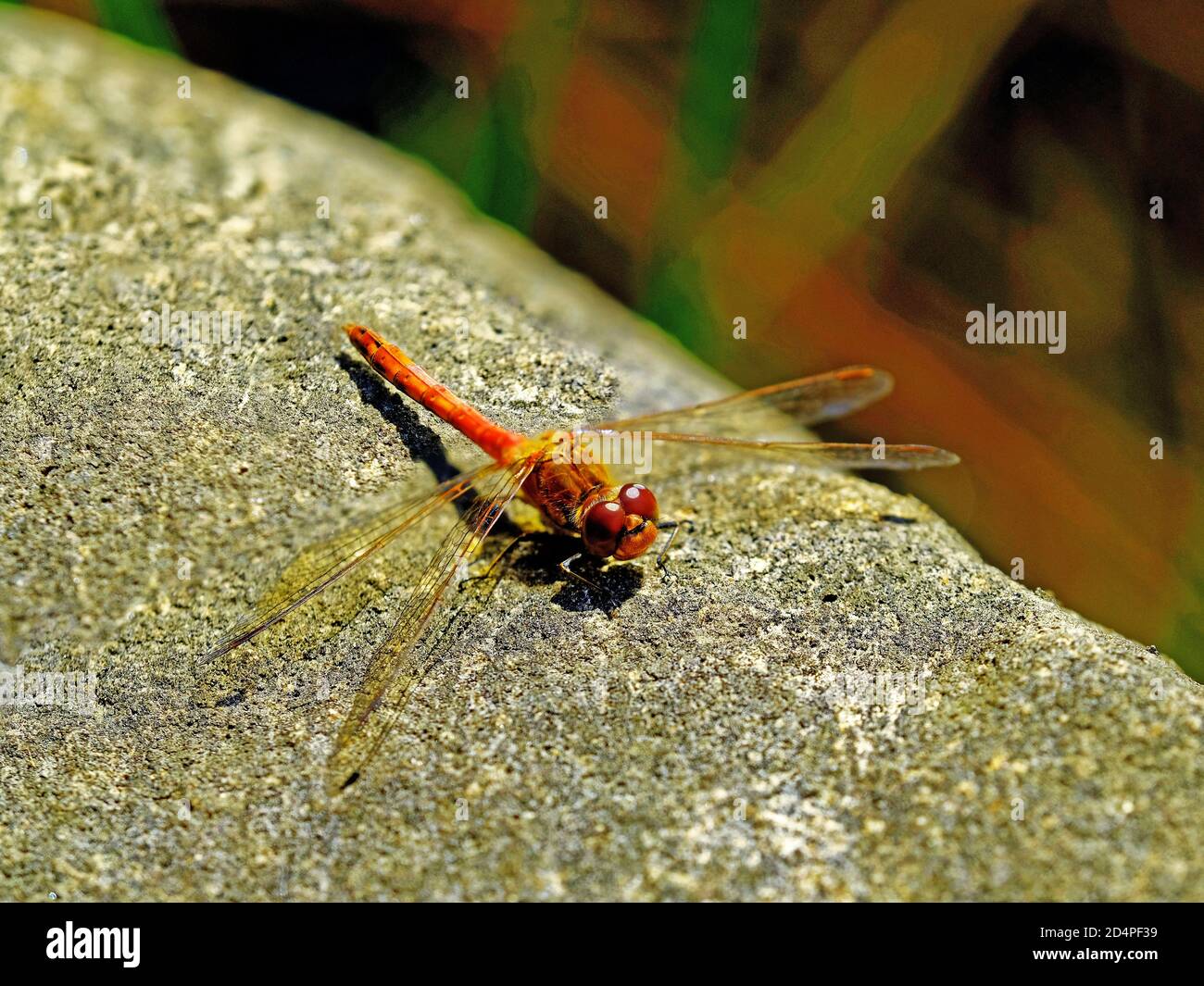 Damselfly among pond leaves hi-res stock photography and images - Alamy
