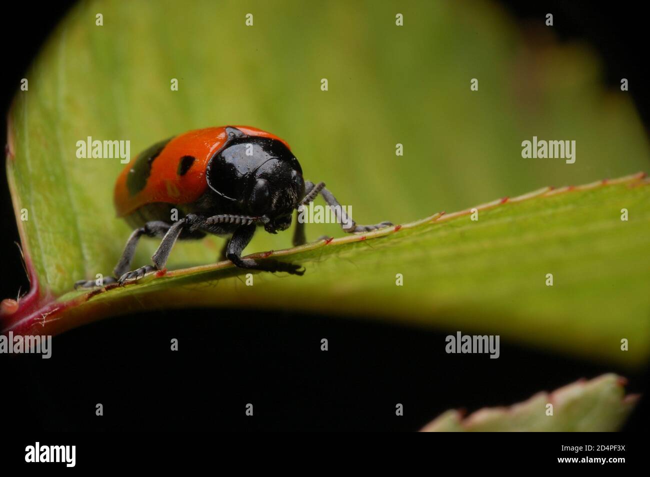 Closeup of a ladybug on the plant Stock Photo - Alamy