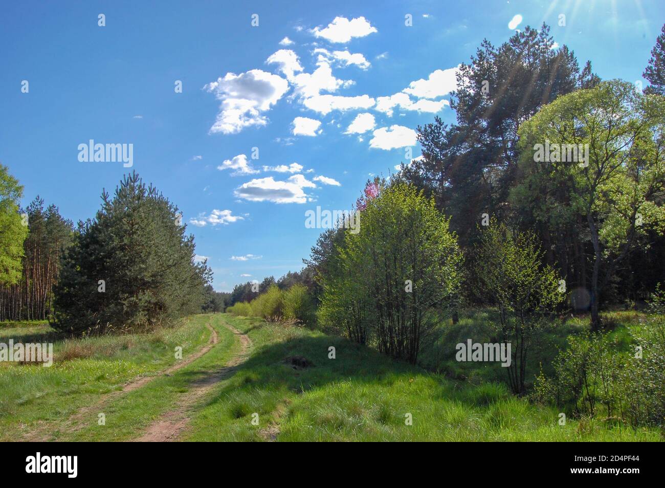 Beautiful shot of a forest landscape under the sunlight Stock Photo - Alamy