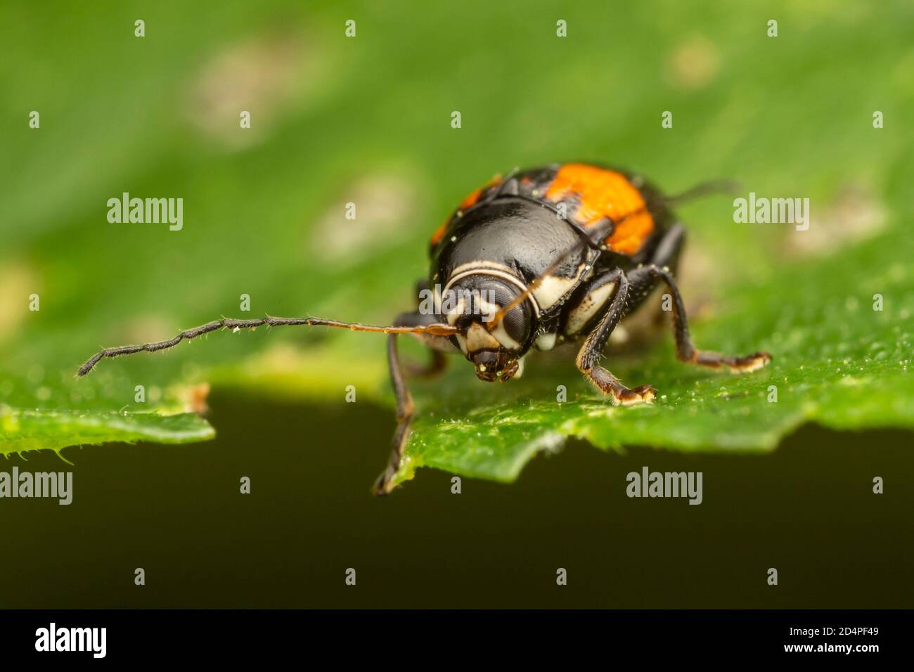 Case-bearing Leaf Beetle (Cryptocephalus quadruplex Stock Photo - Alamy