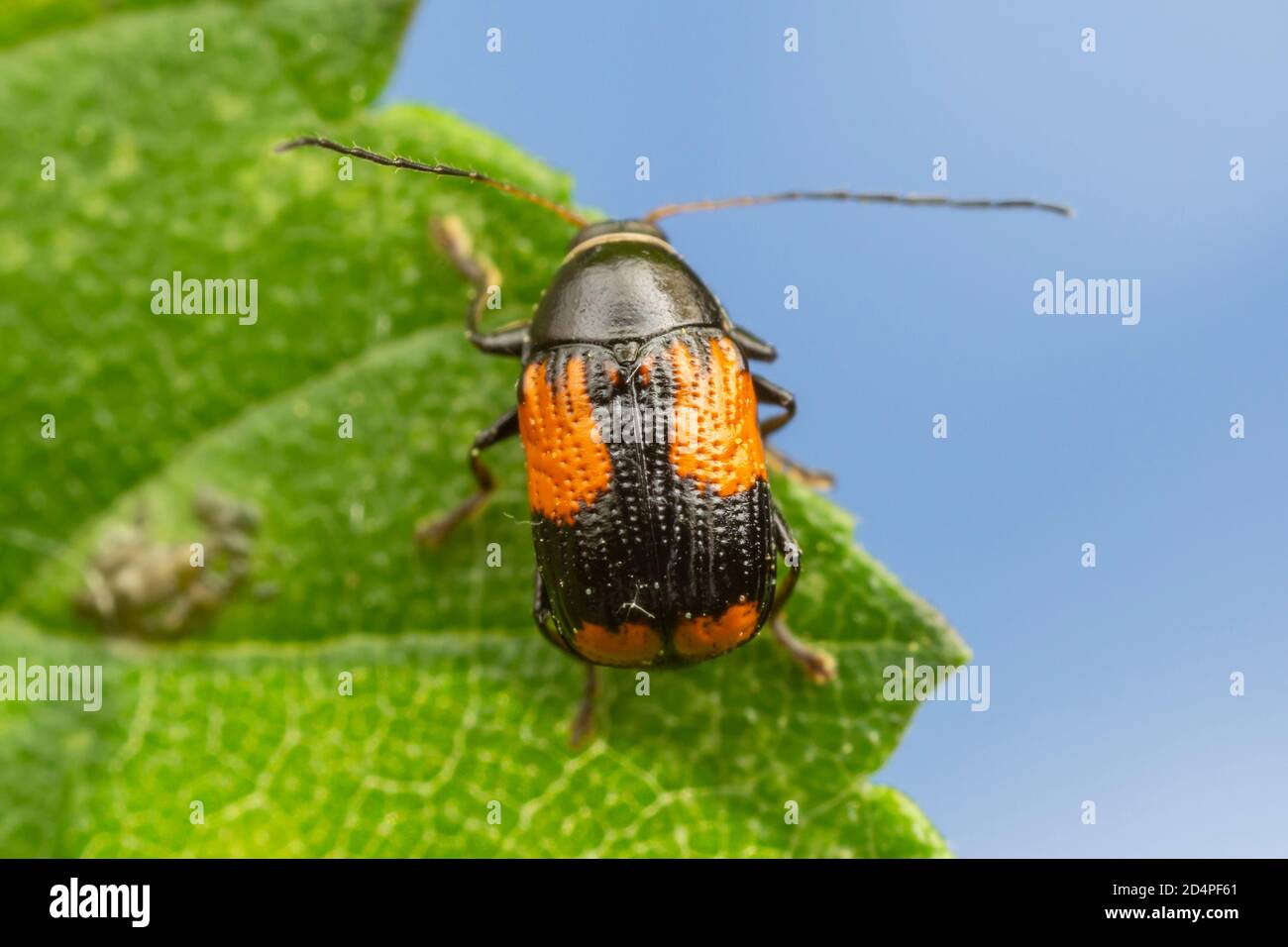 Case-bearing Leaf Beetle (Cryptocephalus quadruplex Stock Photo - Alamy