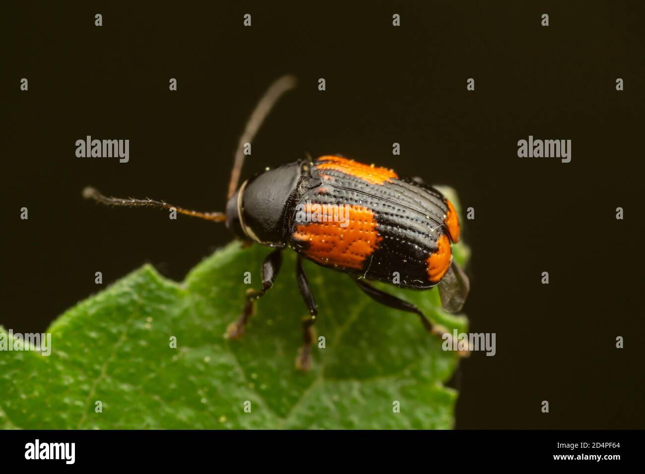 Case bearing leaf beetles hi-res stock photography and images - Alamy