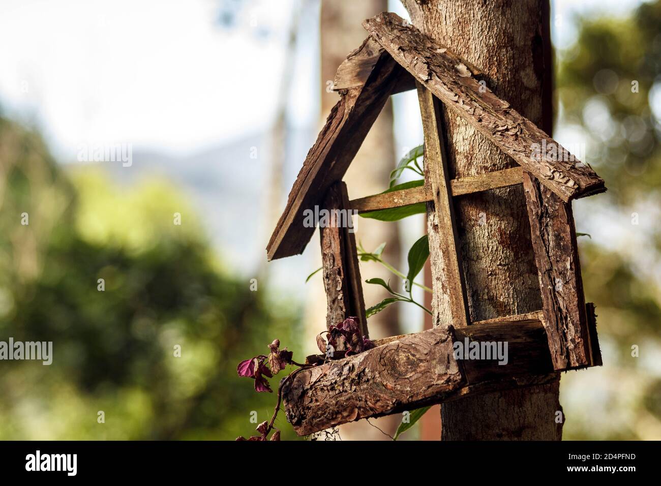 A bird house in a tree on a sunny day in the woods Stock Photo - Alamy