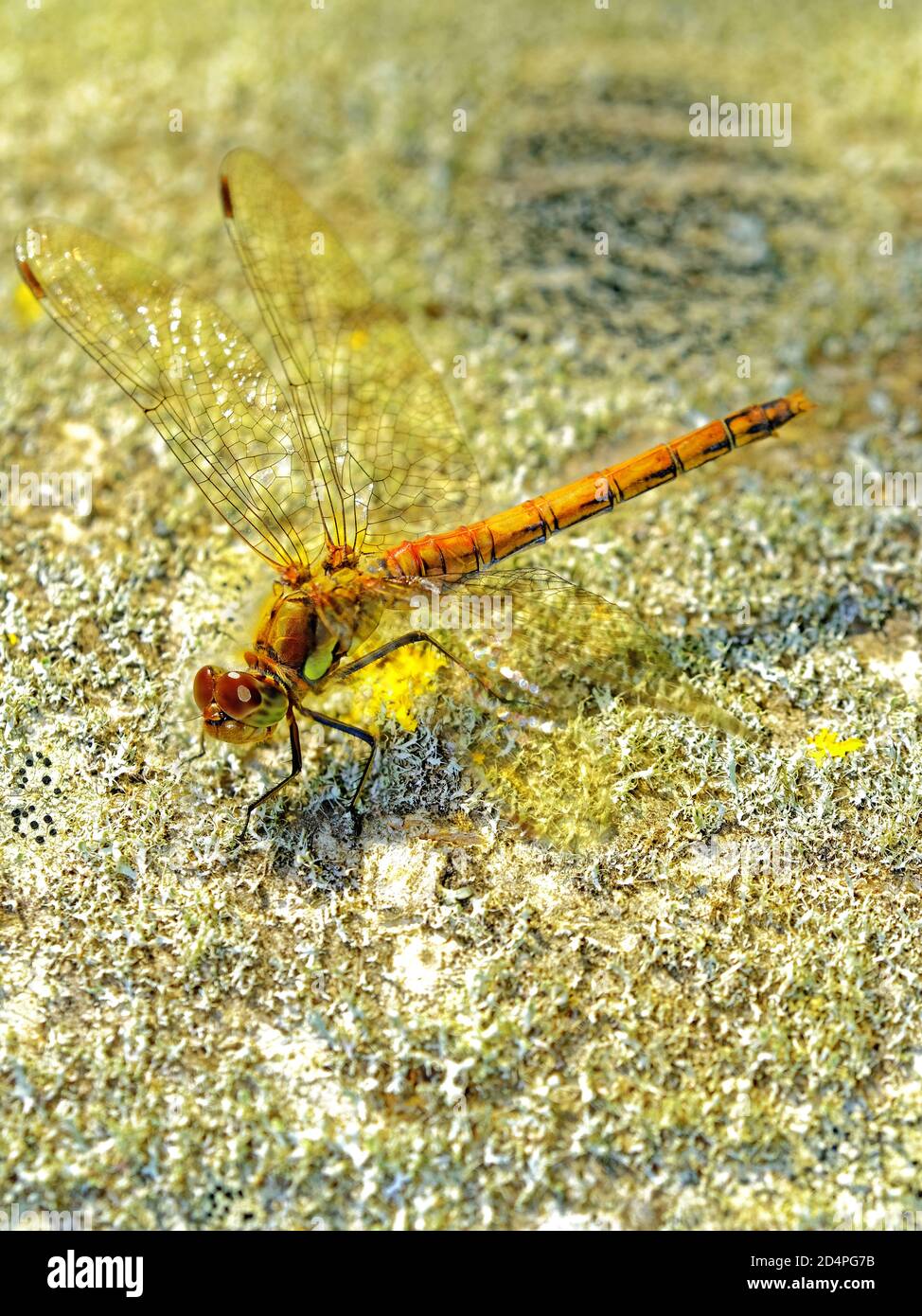 Mayfly head hi-res stock photography and images - Alamy