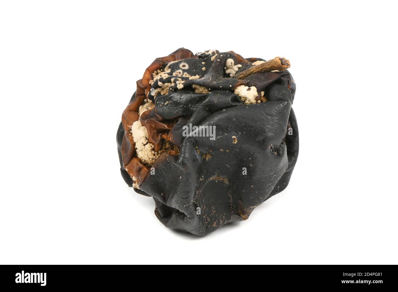 Old rotten apple isolated on white background. High resolution photo ...