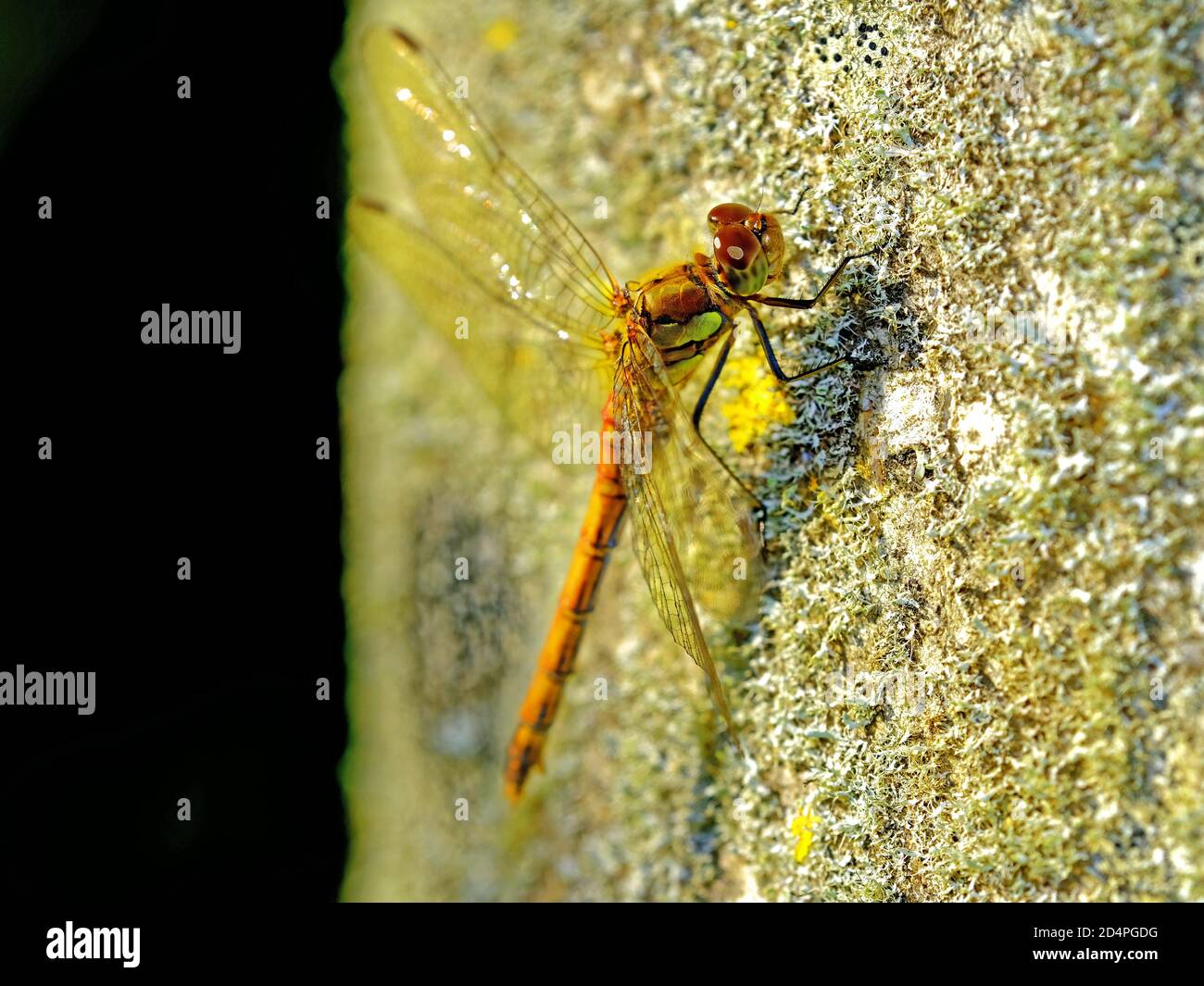 Mayfly head hi-res stock photography and images - Alamy