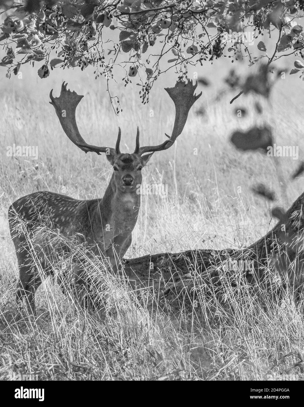 Denmark animals hi-res stock photography and images - Alamy