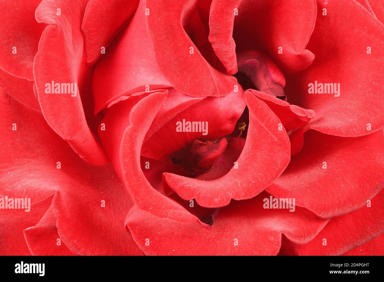 Red rose petals close-up. Red Rose. High resolution photo. Full depth ...