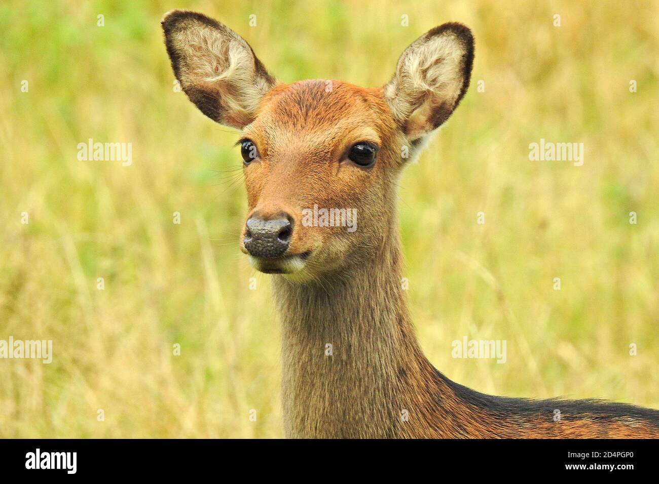 Bakken hi-res stock photography and images - Alamy
