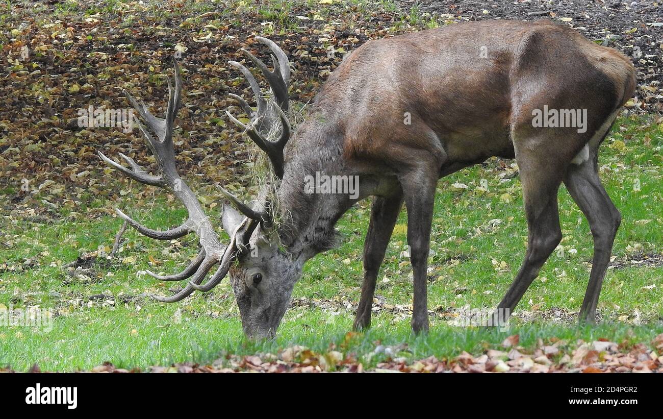 Denmark animals hi-res stock photography and images - Alamy