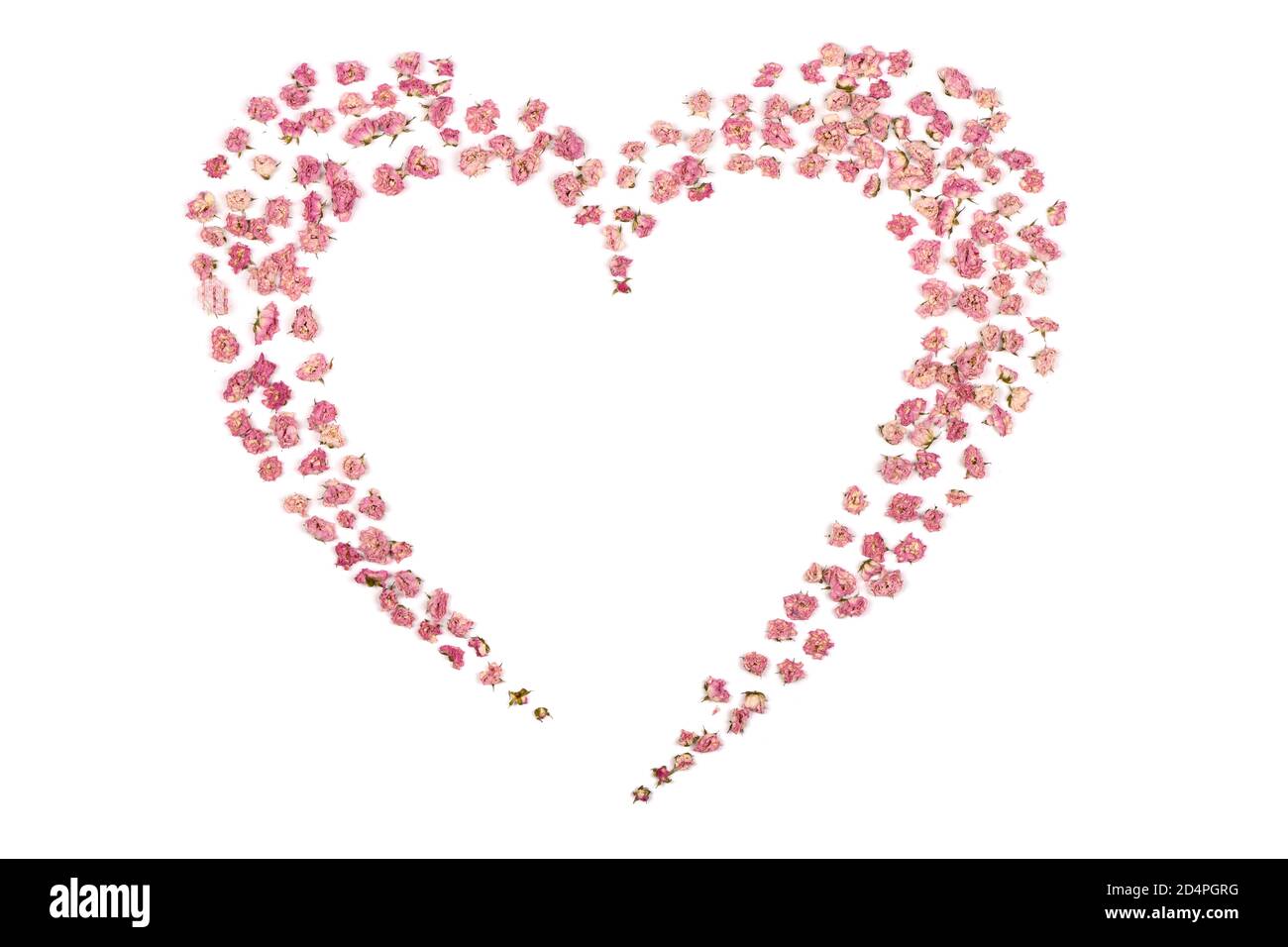 Faded pink rose flowers set out in the form of circle. Isolated on ...