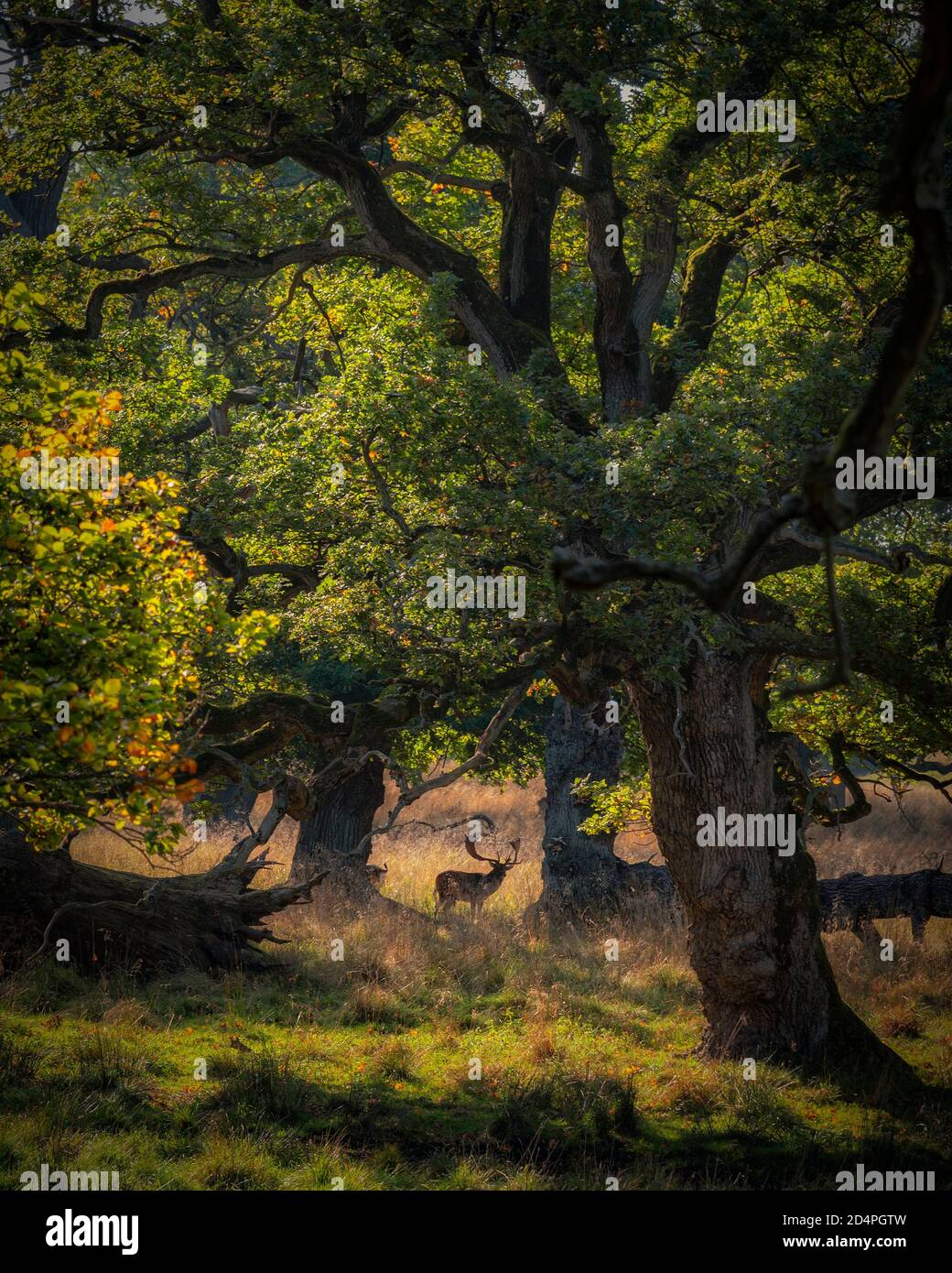 Dyrehavsbakken denmark hi-res stock photography and images - Alamy