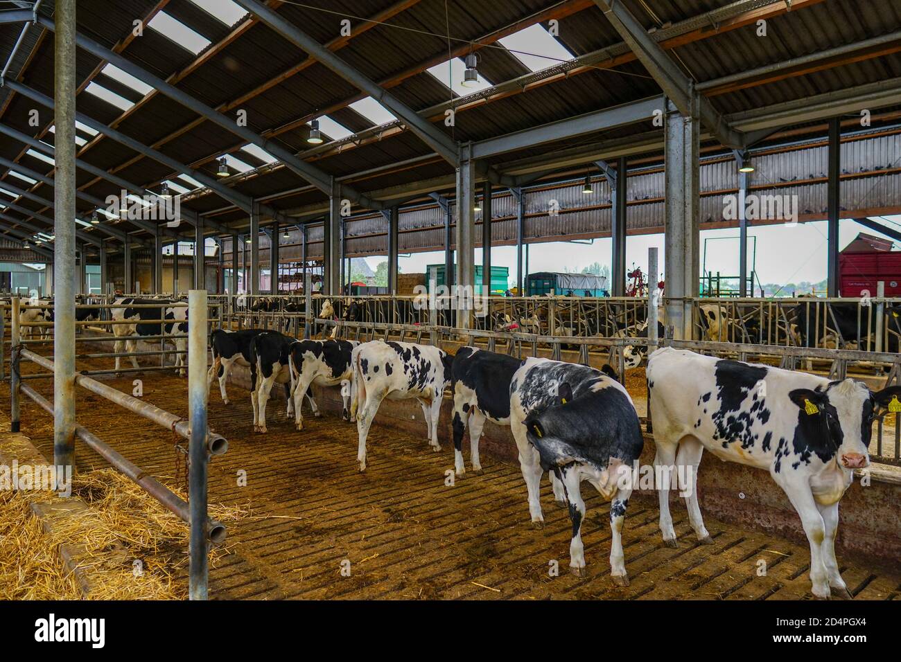 Herd of domestic cows in a farm Stock Photo - Alamy