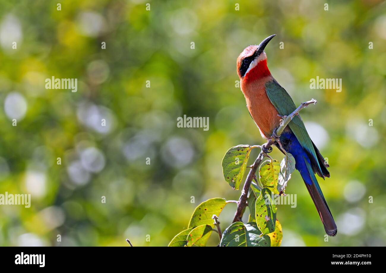 Zambia safari hi-res stock photography and images - Alamy