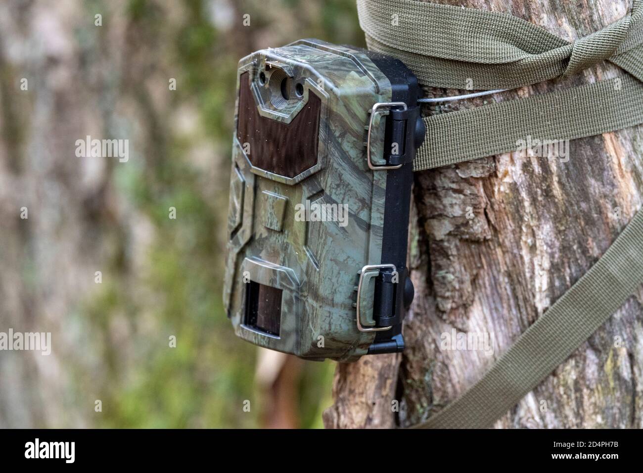 Photo Trap on a tree in the forest Stock Photo - Alamy