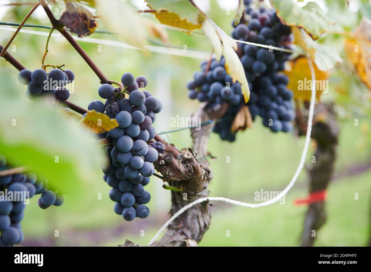 Berlin, Germany. 10th Oct, 2020. Grapes of the Acolon grape variety ...
