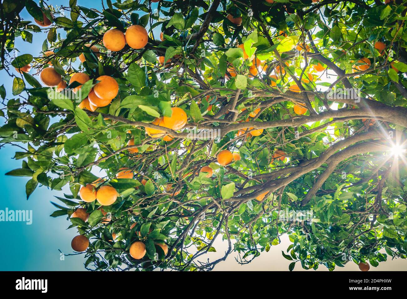 Orange tree, branches with fruits hanging in an outdoor garden. Green ...