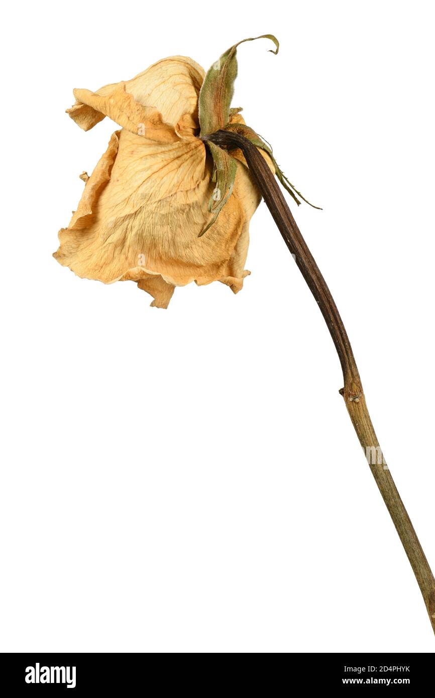 Faded rose isolated on white. High resolution photo. Full depth of ...