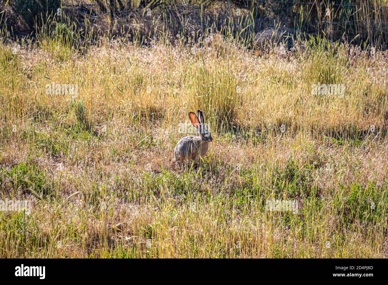 Black tailed jackrabbit american desert hare hi-res stock photography ...