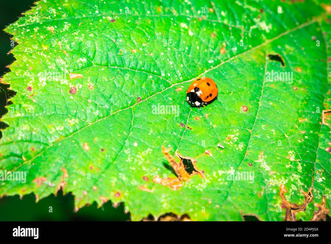 Red and black Seven-spot Ladybird beetle (Coccinella septempunctata) in ...