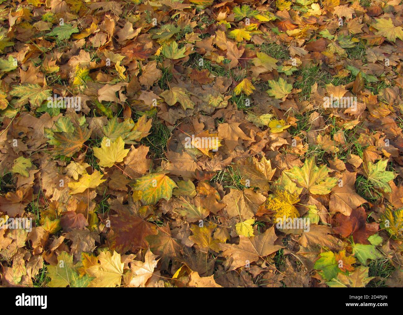 Completely covered with gold leaf hi-res stock photography and images ...