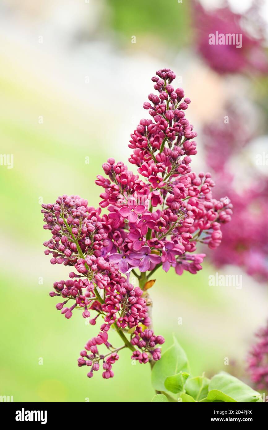 Spring branch of blooming lilac. High resolution photo. Selective focus ...