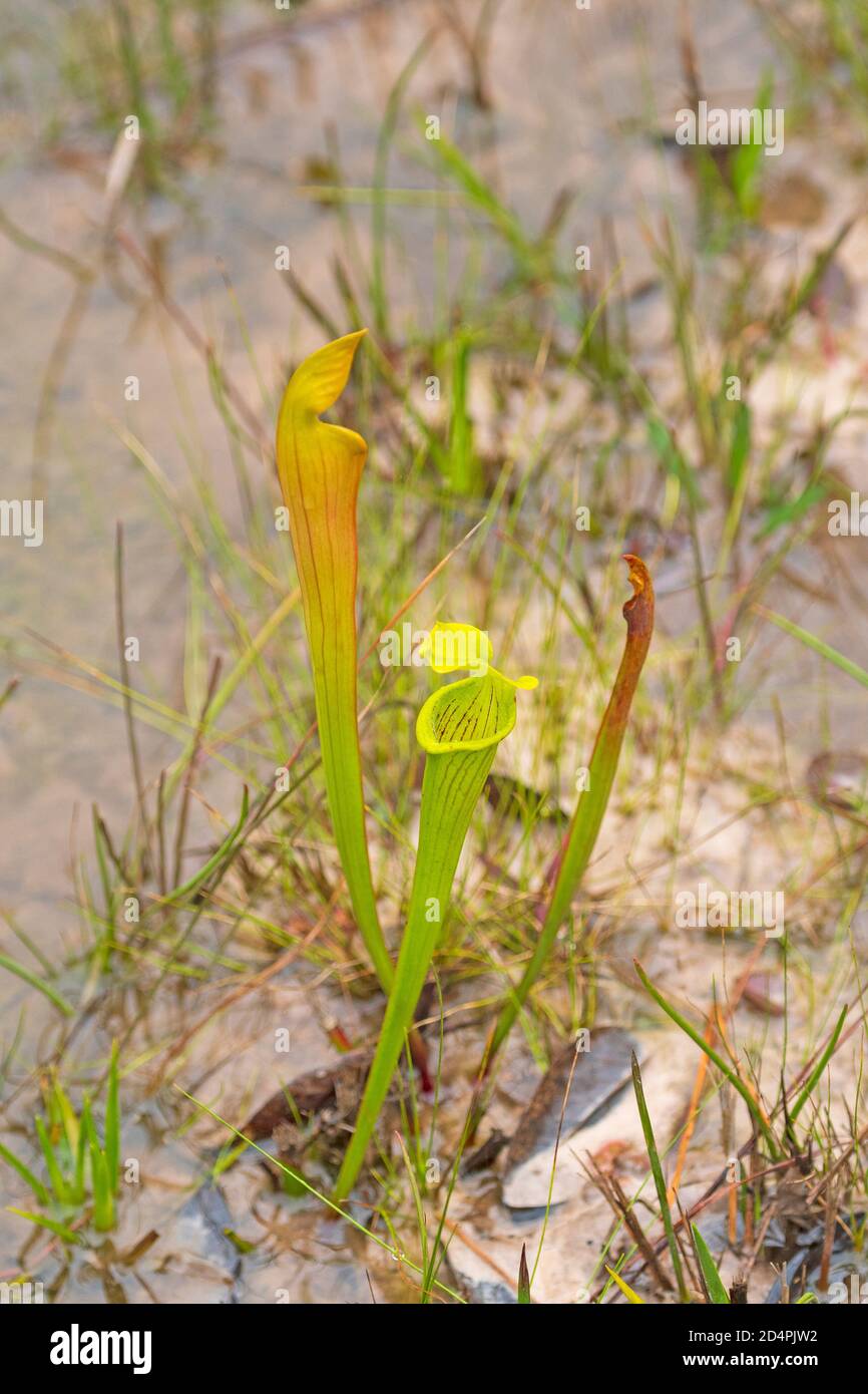 Pale Pitcher Plant Growing in a Texas Wetland in Big Thicker National ...