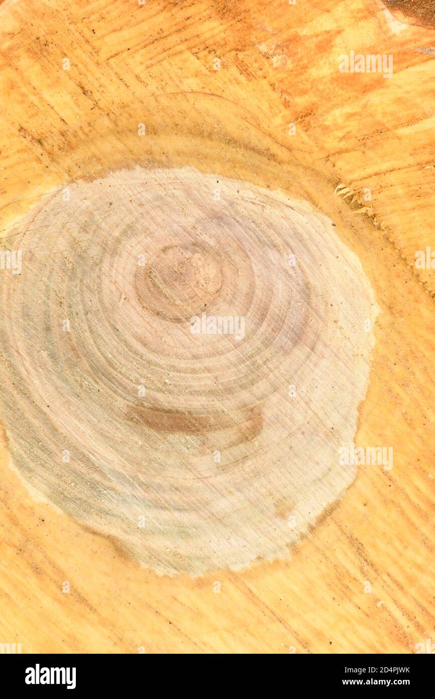 Top view of the surface of the fresh stump with annual rings closeup ...