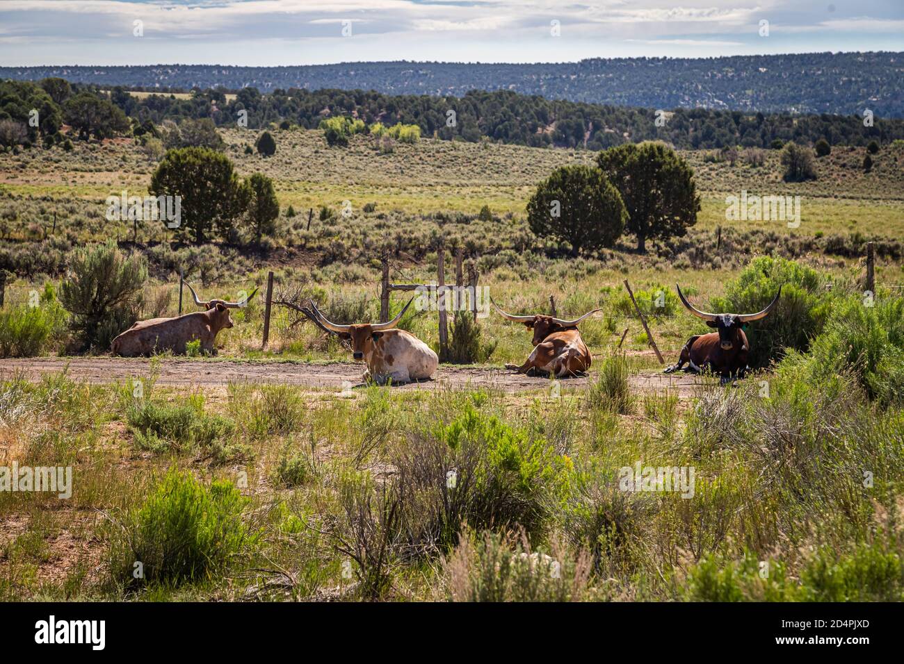 Open Range Longhorn Cattle Stock Photo - Alamy
