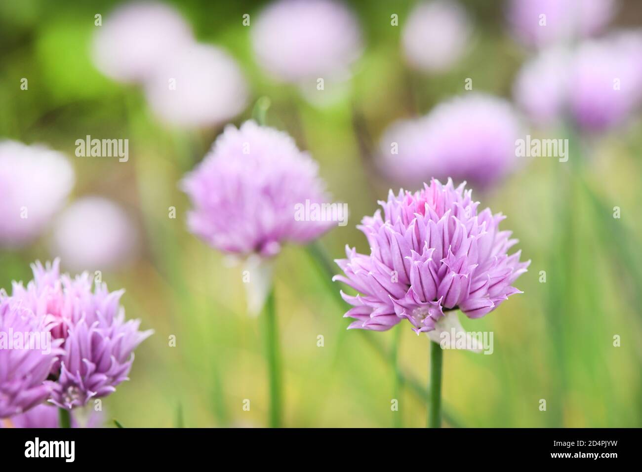 Siberian onion (Decorative onion). Blossom allium on garden background ...